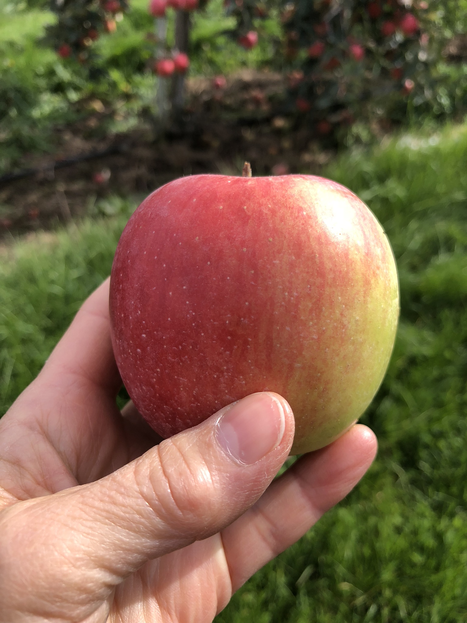 7. Apple in Hand - The Kitchen Fairy
